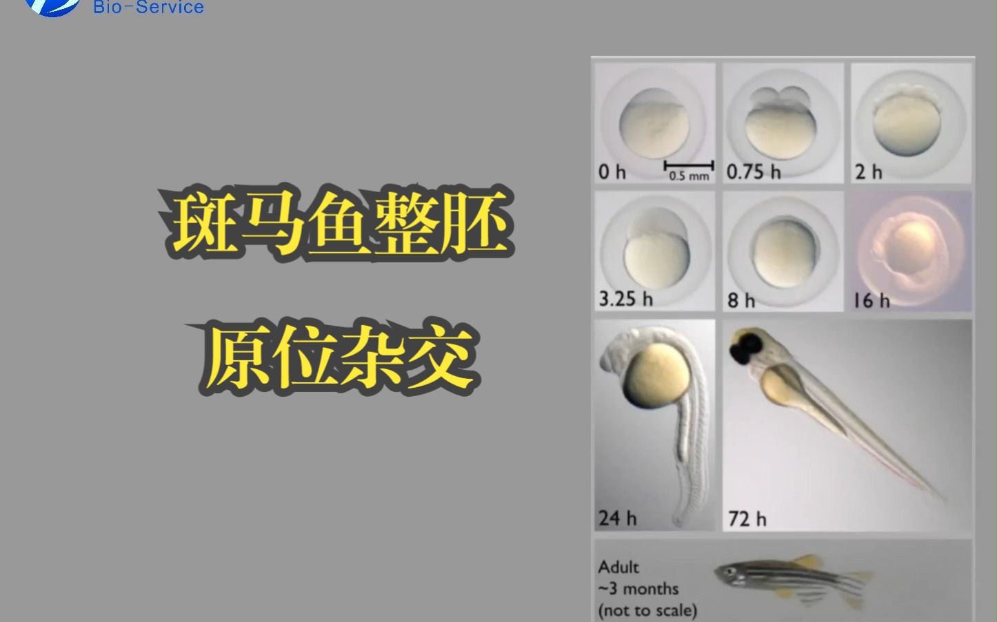 斑马鱼实验之 原位杂交(下)
