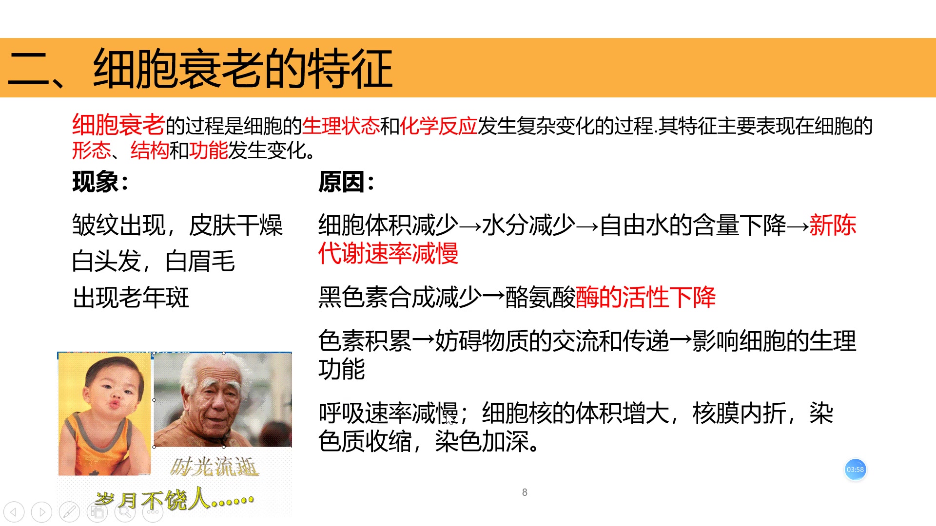 细胞的衰老和凋亡