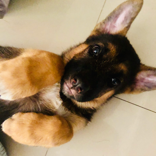 无量胖胖导游在菲律宾 