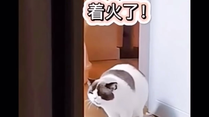 论猫咪的语言能力有多强