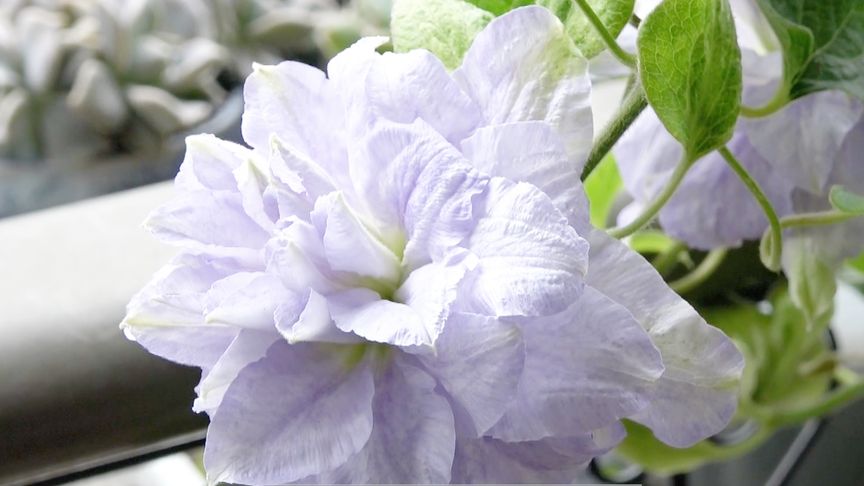 花期长达3个月,从夏天开到秋天的植物,喜欢养花不要错过!