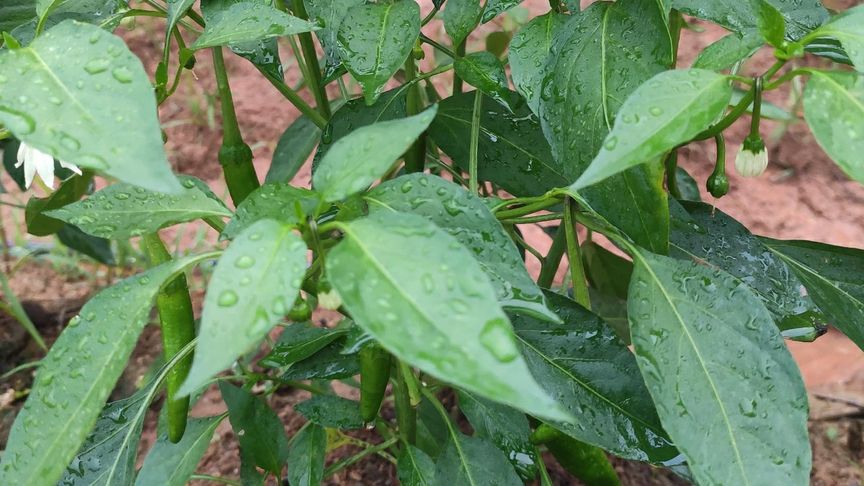 种植辣椒有技巧,掌握以下细节和施肥管理,1棵辣椒产量高出15倍