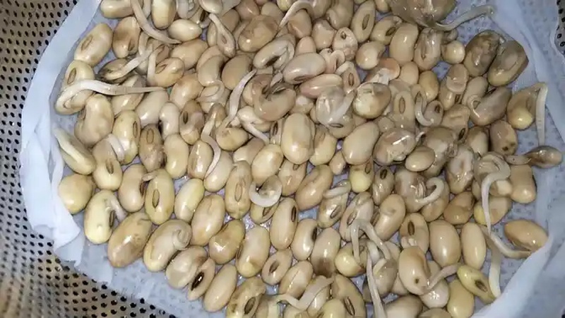 继续非转基因黄豆发芽第六到第九天,但越发越不对,不知哪里问题