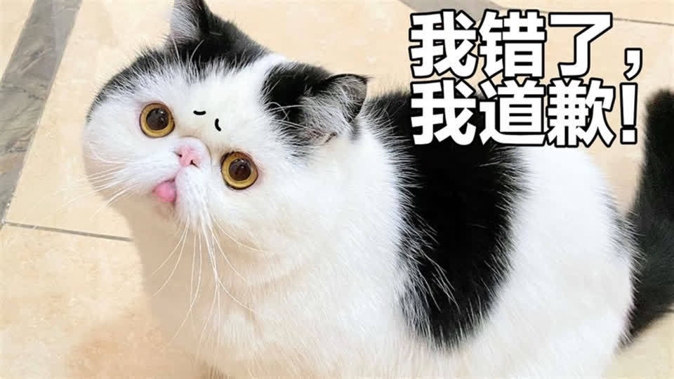 我怀疑我的猫是人变的!不仅会闯祸还会道歉,快要成精了