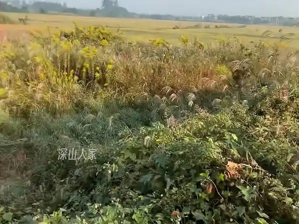 昨天傍晚撒网41回,成果不错还寻摸了几个好地儿,等蚯蚓来了再行动