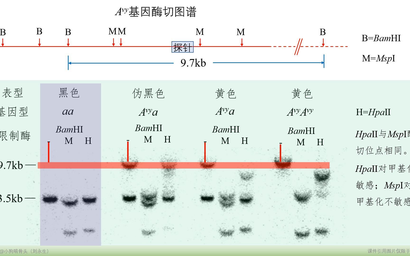 2.4.2基因表达和性状的关系第三部分