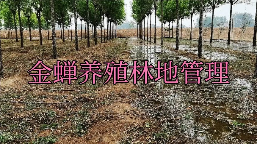 金蝉养殖林地管理技术