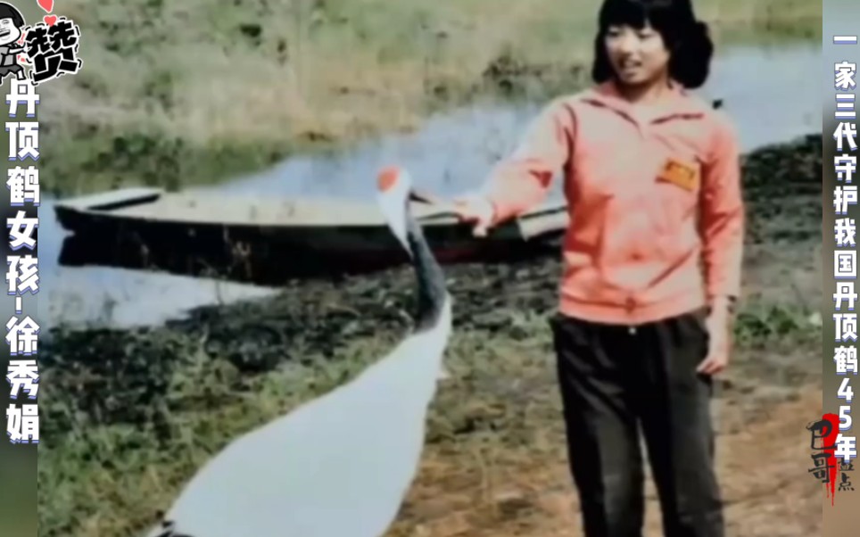 “丹顶鹤女孩”徐秀娟,牺牲在我们江苏省射阳县丹顶鹤保护区沼泽地,...