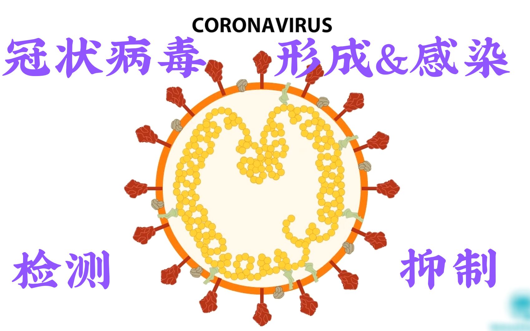 基于冠状病毒感染机制,如何阻断冠状病毒SARS-CoV-2的活性和筛选...