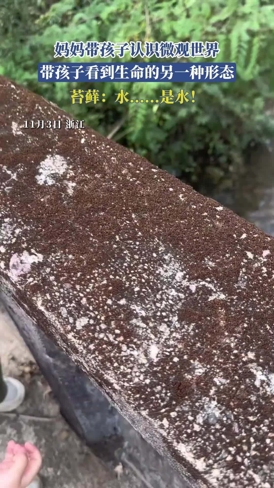 妈妈带孩子认识微观世界,带孩子看到生命的另一种形态