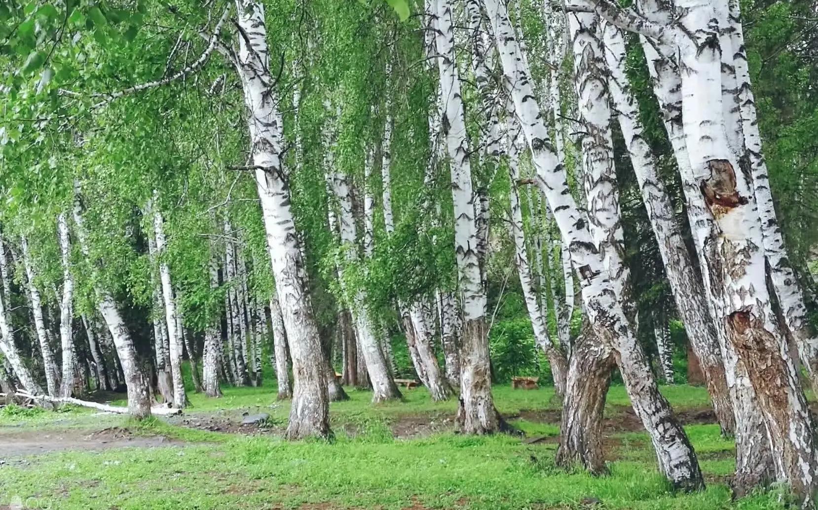 新疆最北边的滑雪发源地--阿勒泰白桦林公园