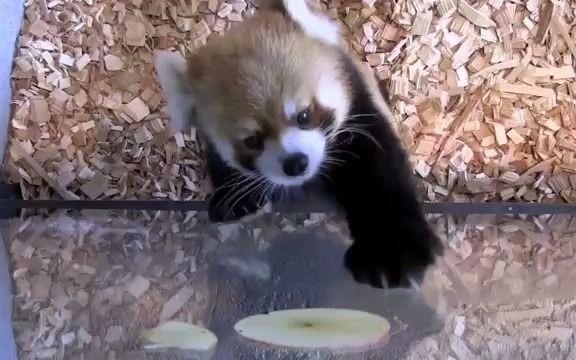 【小熊猫】小短手Seita够不着苹果