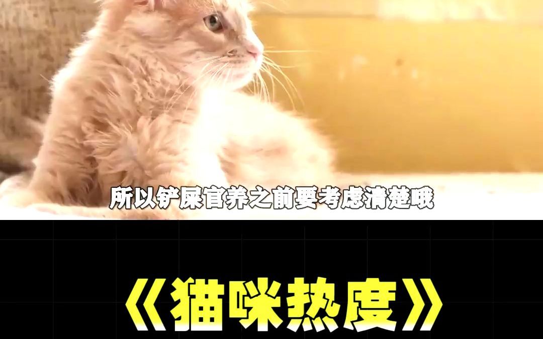 猫咪十大热度排行榜,快来看看你家猫咪上榜没