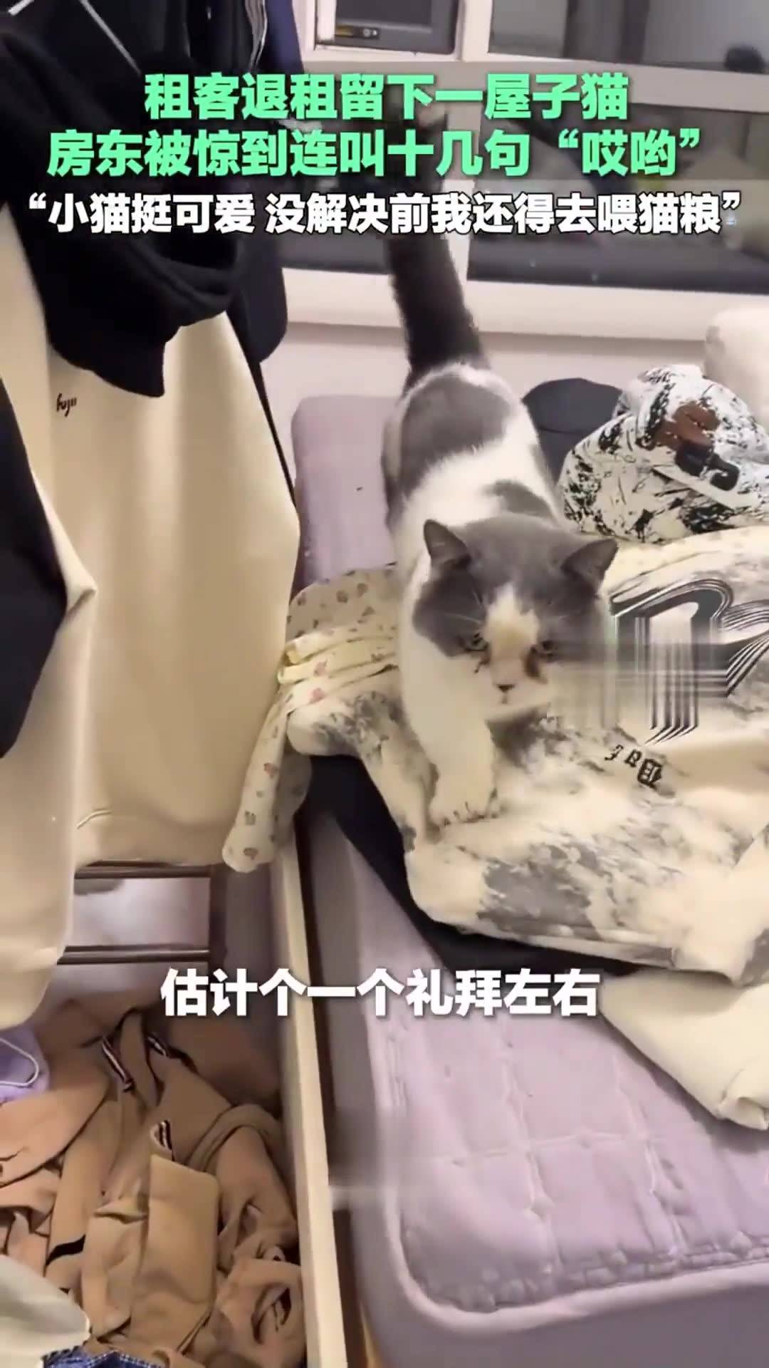 租客退租留下一屋子猫,房东被惊到,房租没收到还得倒贴猫粮
