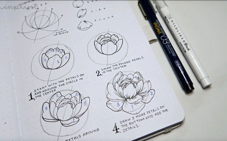 牡丹花手绘教程