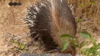令人看到就怕的刺猬,没想到刺的药用价值还不低,看完涨知识了!