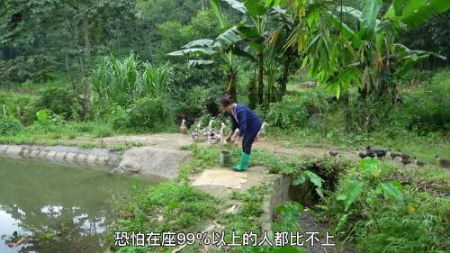 越南小姐姐自建农庄,开手扶拖拉机犁地种水稻,机器坏了自己修