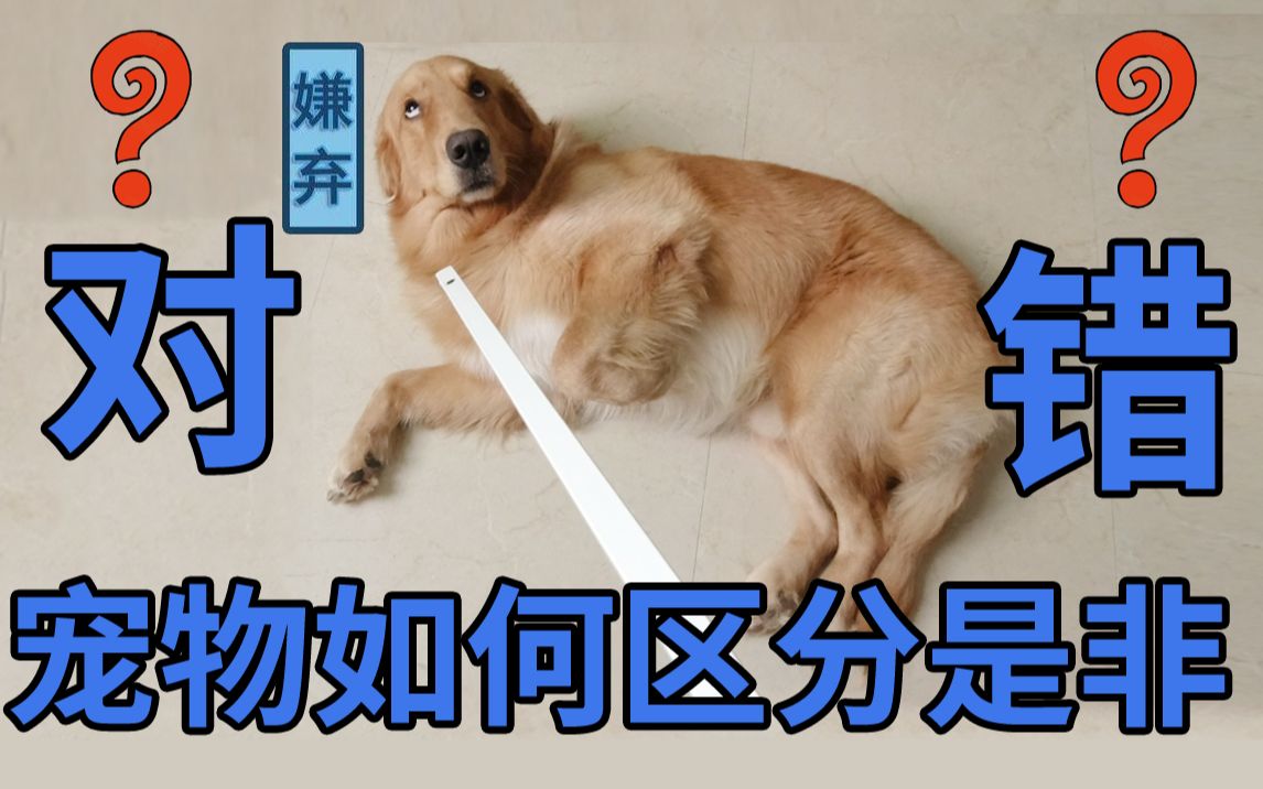 狗子是如何建立是非对错观念的 小伙为了给金毛输出正确价值观也是...