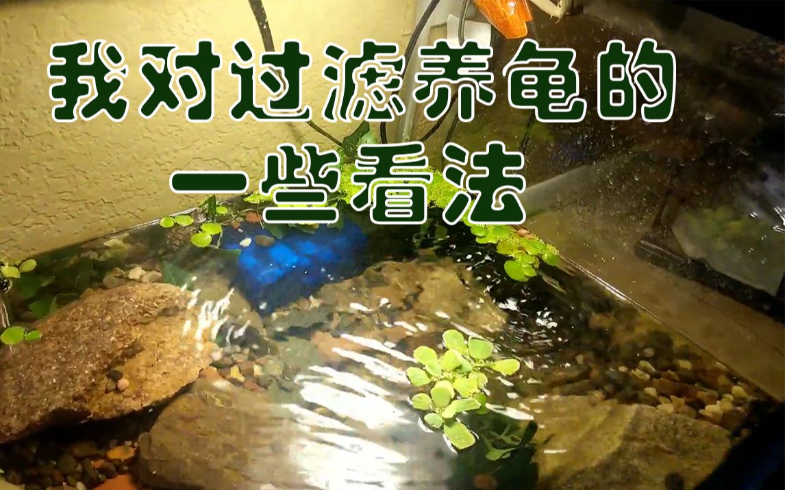 我对过滤养龟的一些看法