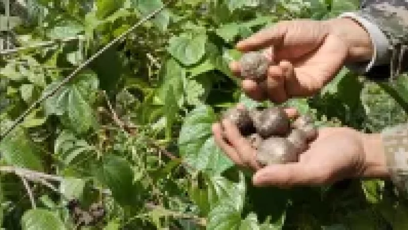 山里有一种植物叫黄独,和山药很相似,卖几十块钱一斤,你认识吗