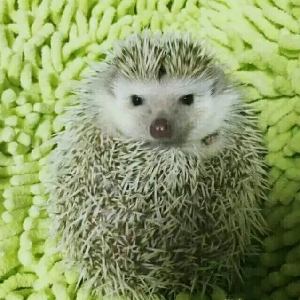 工具怪 