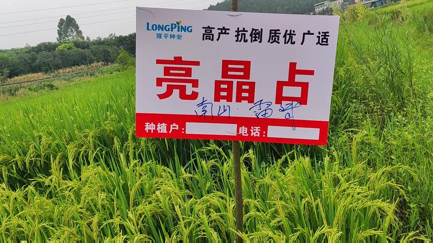 绿油油的水稻田!丰收在望!%稻田风光 %田园风光无限好