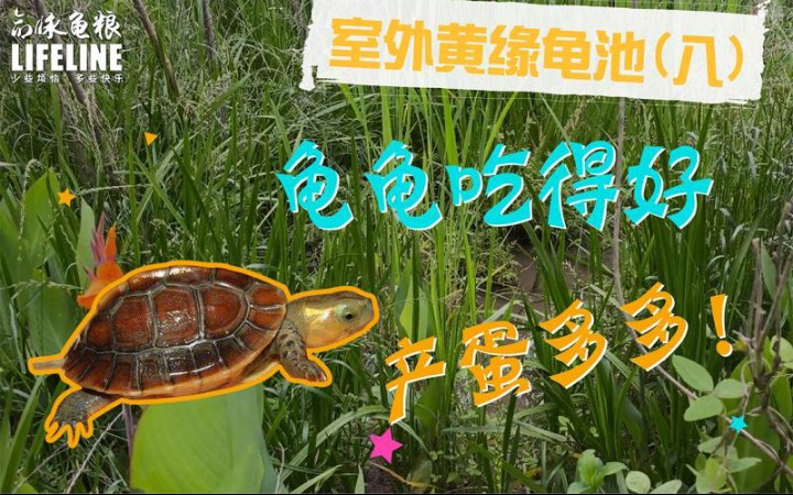 室外黄缘龟池(八)这样子的生态养殖,龟龟吃得好,睡得香,产蛋多多!