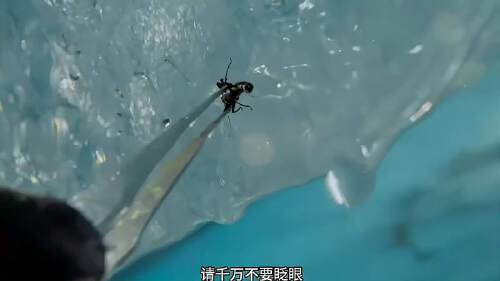 显微镜下的异星世界!这些罕见生物竟真实存在地球