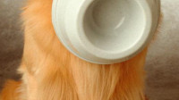 狗狗吐白沫黏液怎么办?