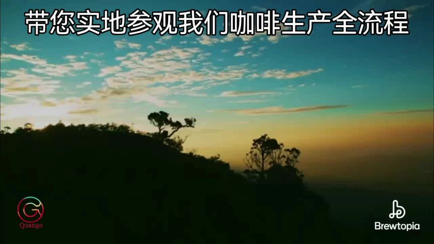 #抖音热门 带您全流程实地参观 我们咖啡生产全流程 Brewtopia