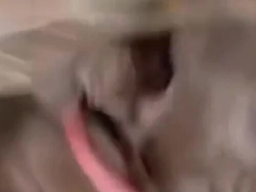 一看就会,一学就废。同样都是狗差别咋这么大呢!