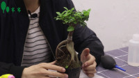 榕树盆景如何养护?操作简单,让你家盆景拥有“自然”之美!
