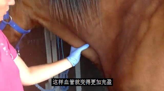 干货: 如何安全的给马做静脉注射