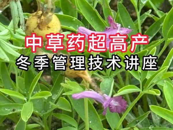 中药材超高产冬季管理