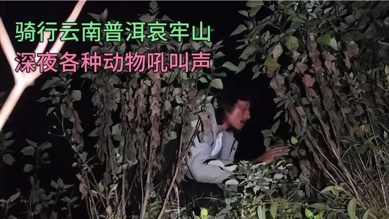 骑行云南普洱原始森林哀牢山,深夜各种动物吼叫声弄得睡不着