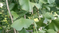 农村有种植物,一年有两种壮观景象,却不知道它的果实作用很大