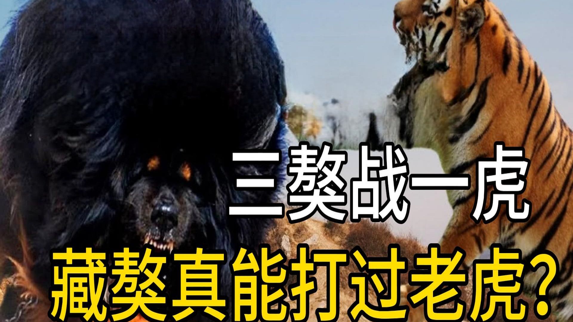 藏獒的战力有多厉害,三只藏獒真的打得过一只东北虎吗?