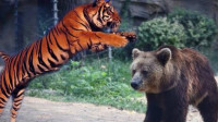 雄性成年棕熊VS东北虎谁会赢?猫科与熊科的战斗力差别不在体形上