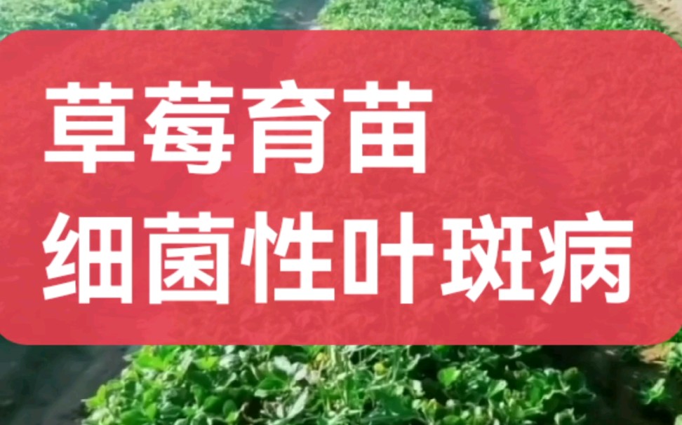 草莓育苗,细菌性叶斑病
