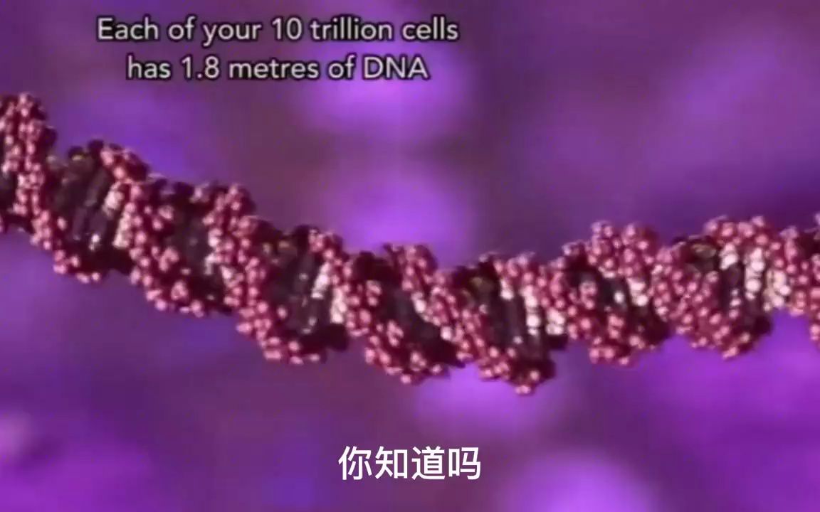 放大一万倍后的人体内部DNA复制过程