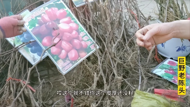 在市场买了几棵果树苗,看卖树苗大姐是如何指导栽培技术的