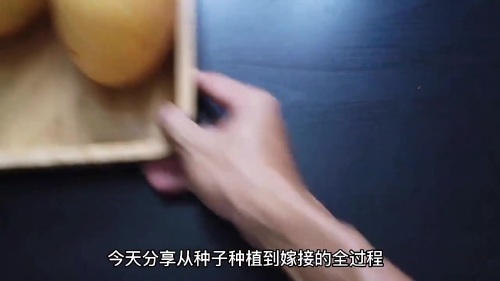 吃剩芒果核别丢!今天教你如何用芒果种子种植!芒果嫁接技术!