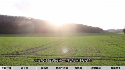 从蒜头到蒜苗,30天生长全记录!见证生命奇迹