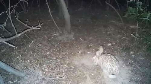 森林摄像机诡异实录:怪兔离奇举动,背后真相令人不寒而栗!