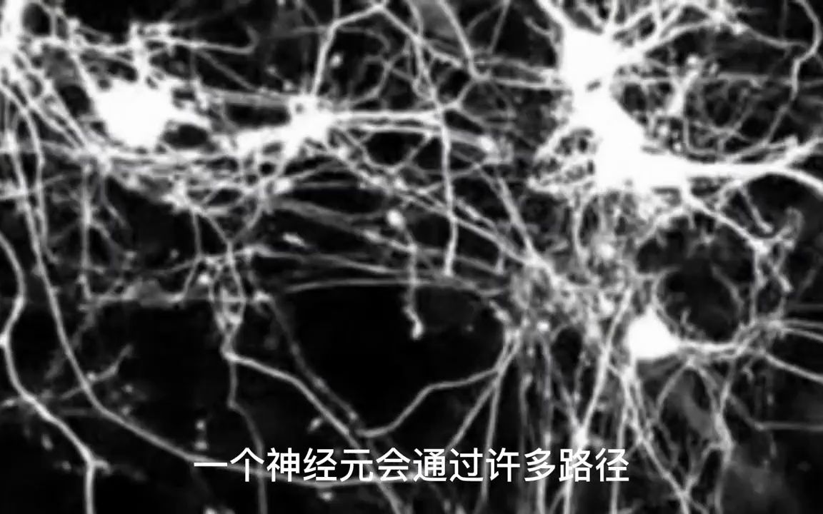 你知道神经细胞是怎么传递信息的吗?
