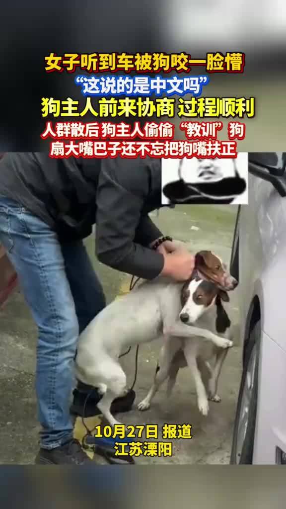 女子听到汽车被狗咬,一度怀疑自己听错了