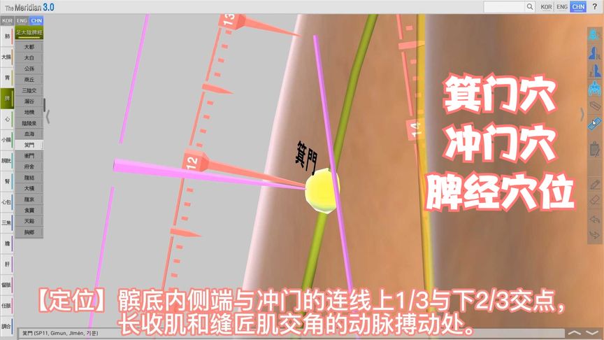 脾经箕门穴_脾经冲门穴_经络穴位