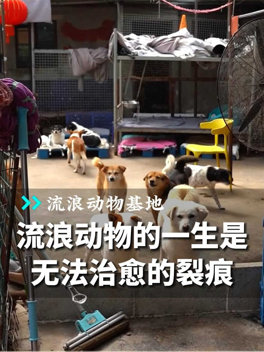 走进流浪动物,才发现它们拿到的剧本满是裂痕