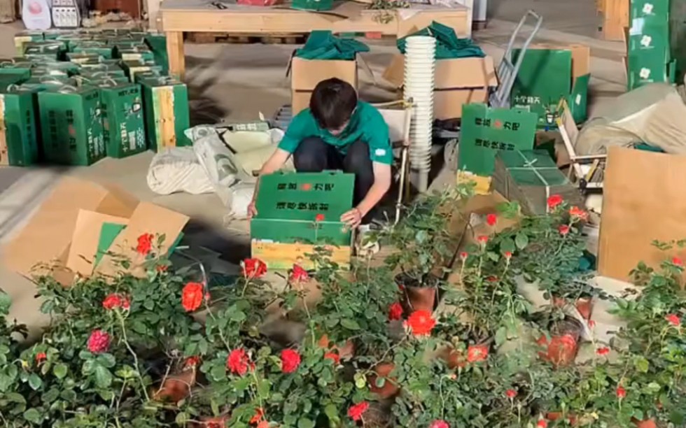 【种地吧】后陡门之夜,玫瑰花打包五个多小时长直播(wb视角),前210...