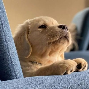 Puppy斑布